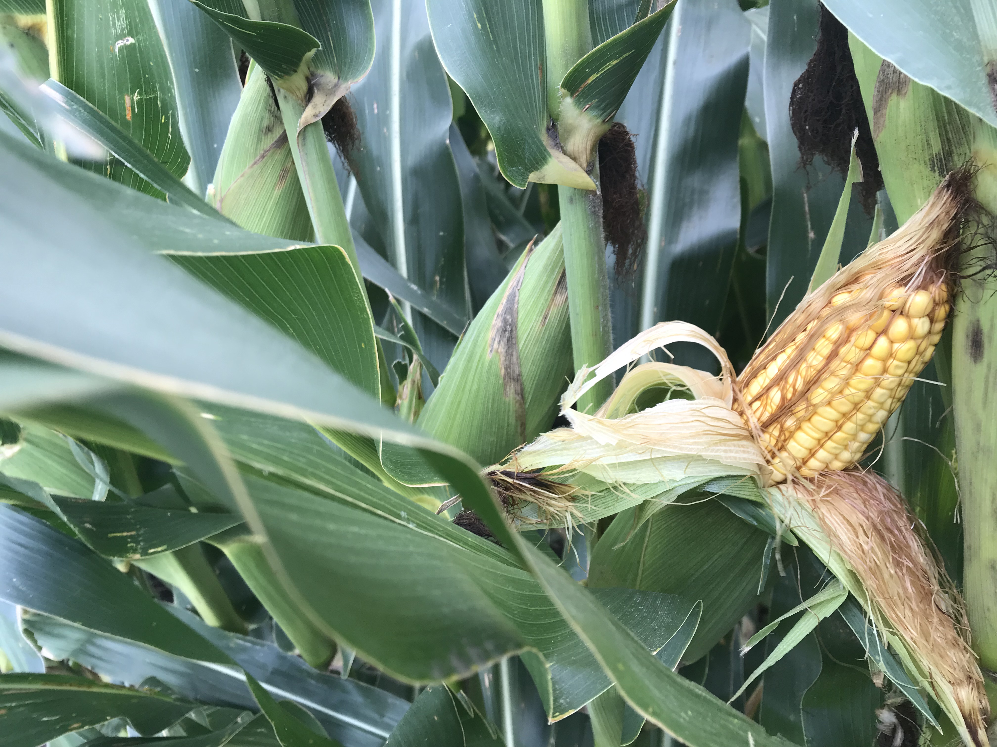Pro Farmer Midwest Crop Tour: Illinois is the Tale of Two Crops | AgWeb