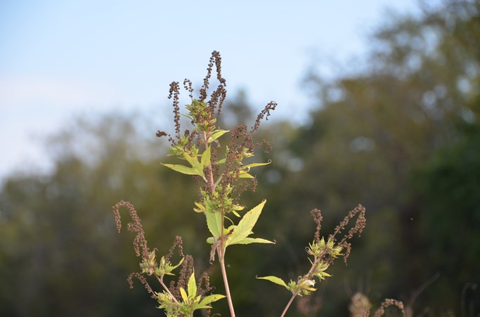 Century-Old Weed Seeds Sprout New Growth | AgWeb