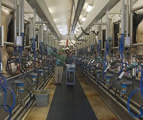 Working Toward an Efficient, Productive Milking Parlor | Dairy Herd