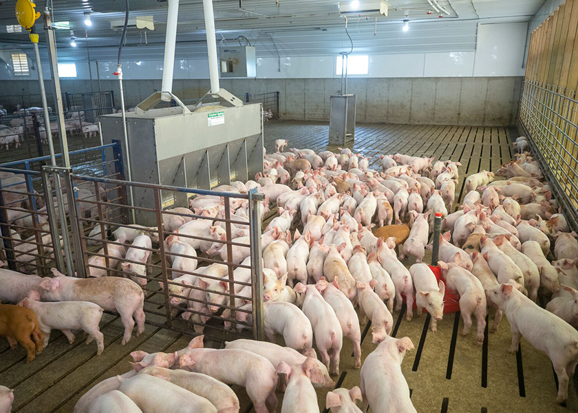 Reduce Wean-to-Finish Mortality: Plan Your Strategies | Pork Business