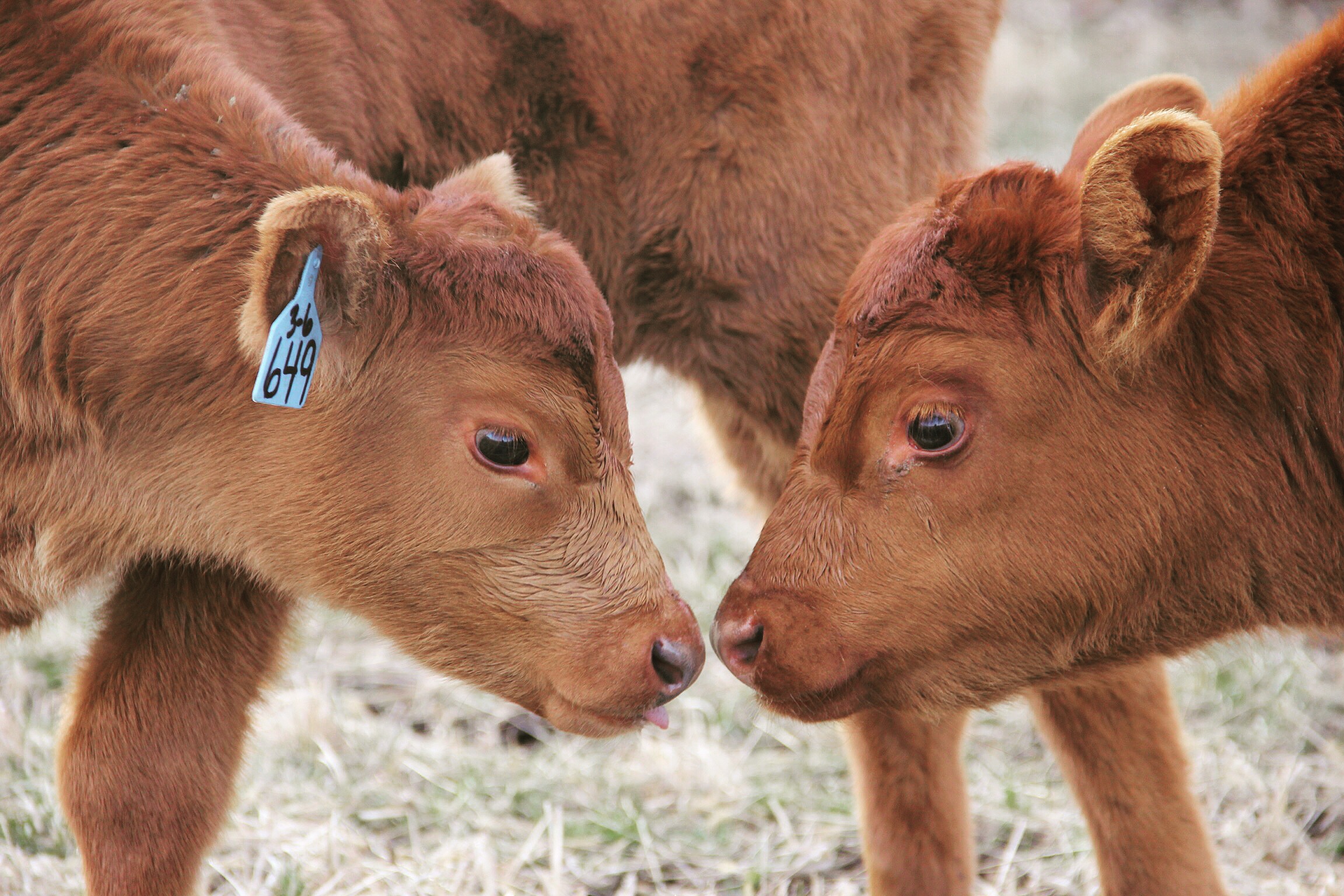 Red Angus Foundation Sponsors Beef-on-Dairy Project | Drovers