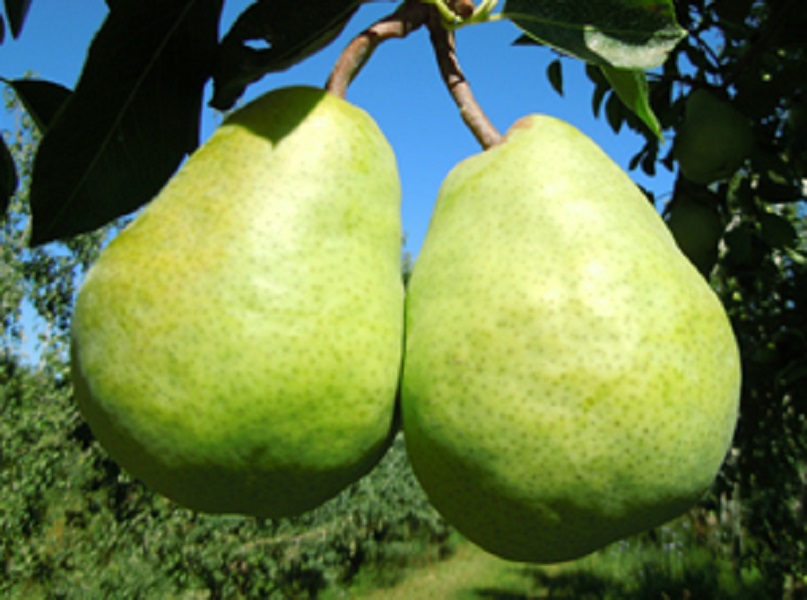 Southern Hemisphere organic pears set to arrive | The Packer