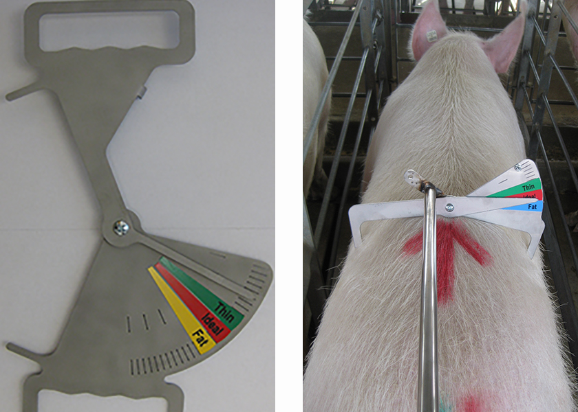 Livestock Judging Sparks Idea for Tool That Saves Pig Famers Money ...