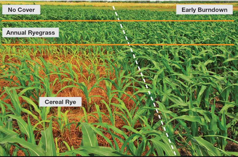 Terminating Cover Crops This Spring? You Might Need Options To ...