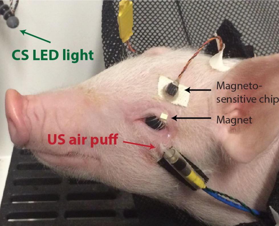 Researchers overcome winking, napping pigs to prove brain test works ...