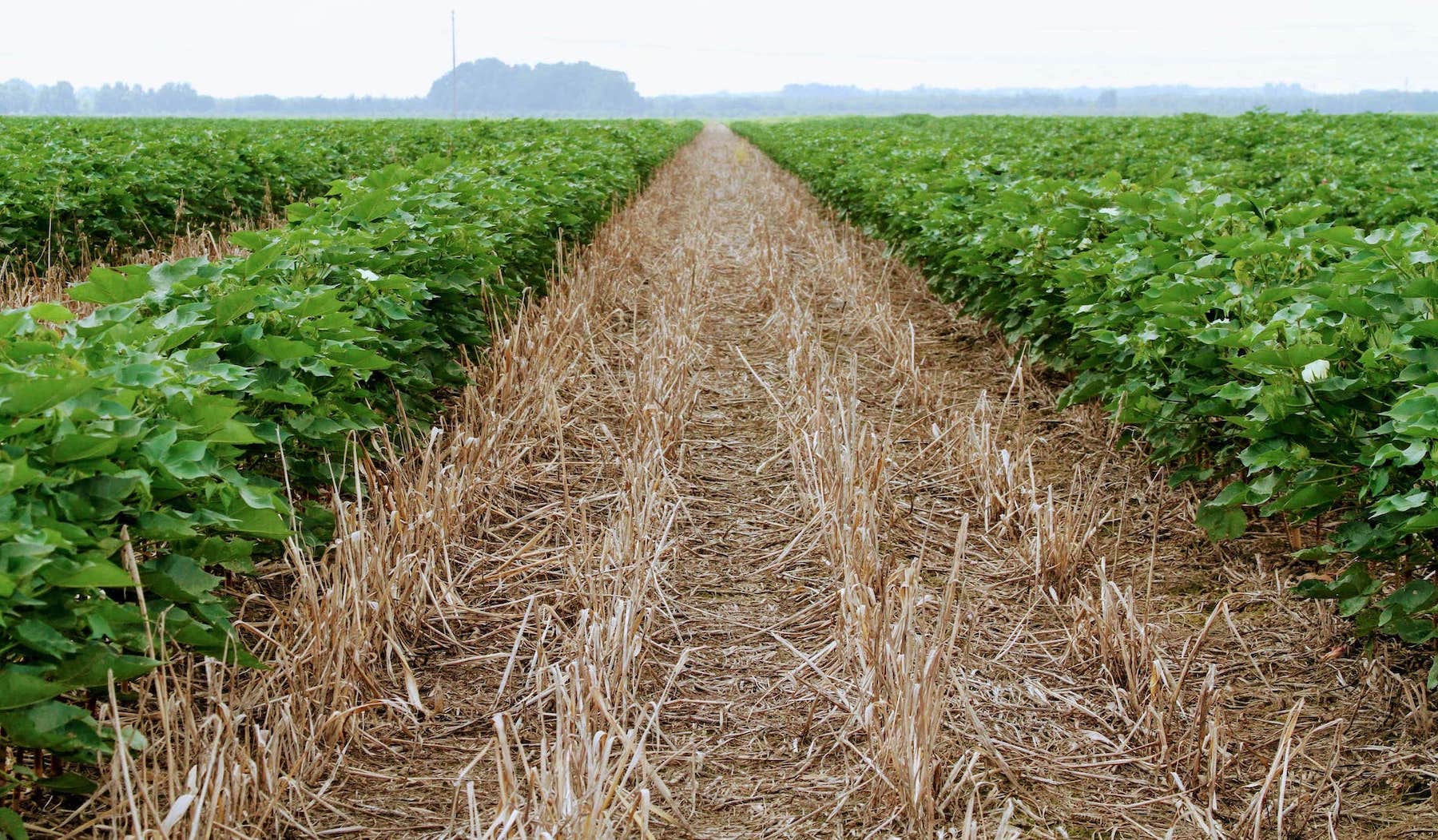 Farm Field Rows