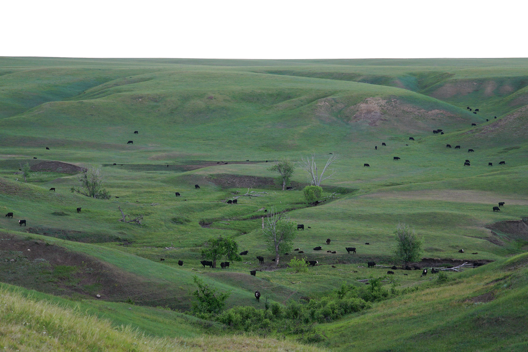 NCBA Slams PCRM Complaint | Drovers