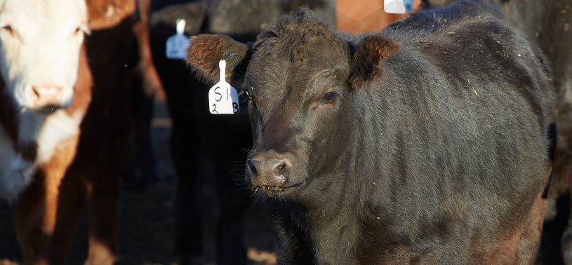 What Do BRD Susceptibility Tests Really Tell Us? | Drovers