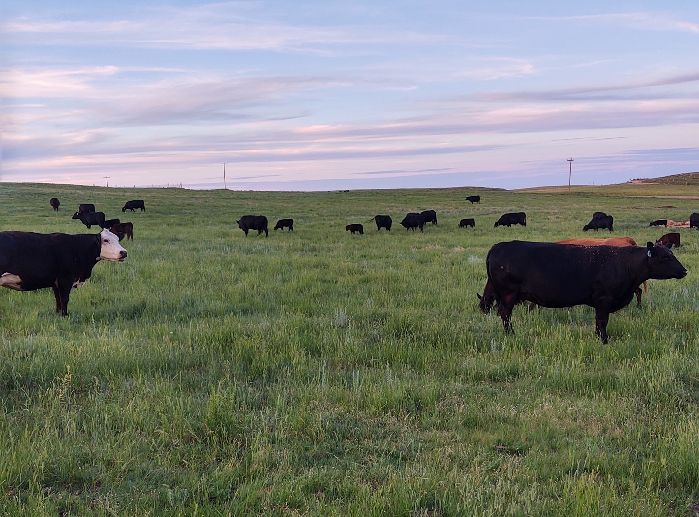 Range Beef Cow Symposium Set | Drovers