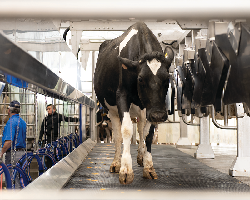 Facial Recognition Technology Meets the Cattle Industry | Dairy Herd