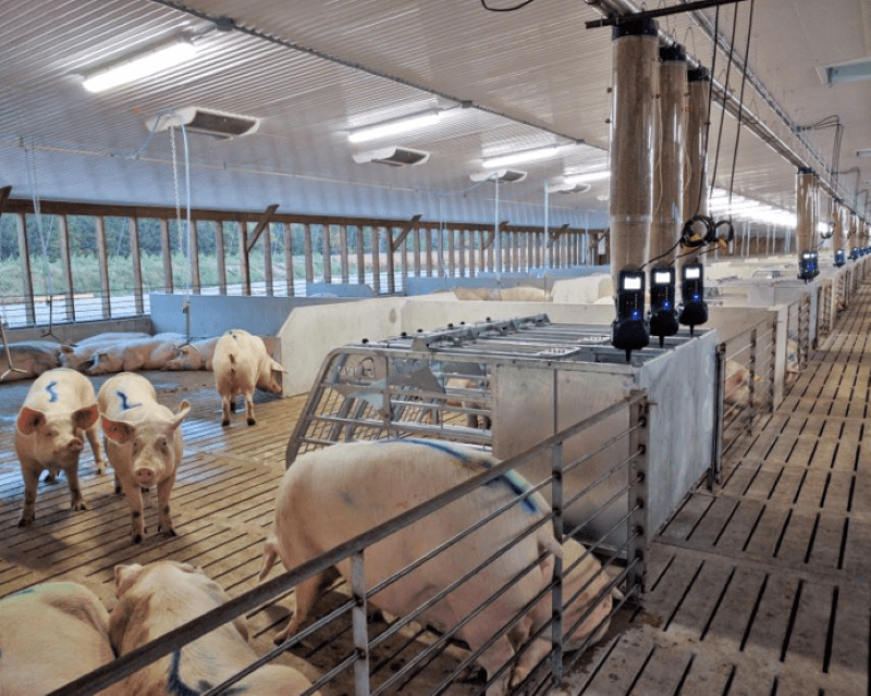 Prop-12 – How to Transition to Group Housing | Pork Business