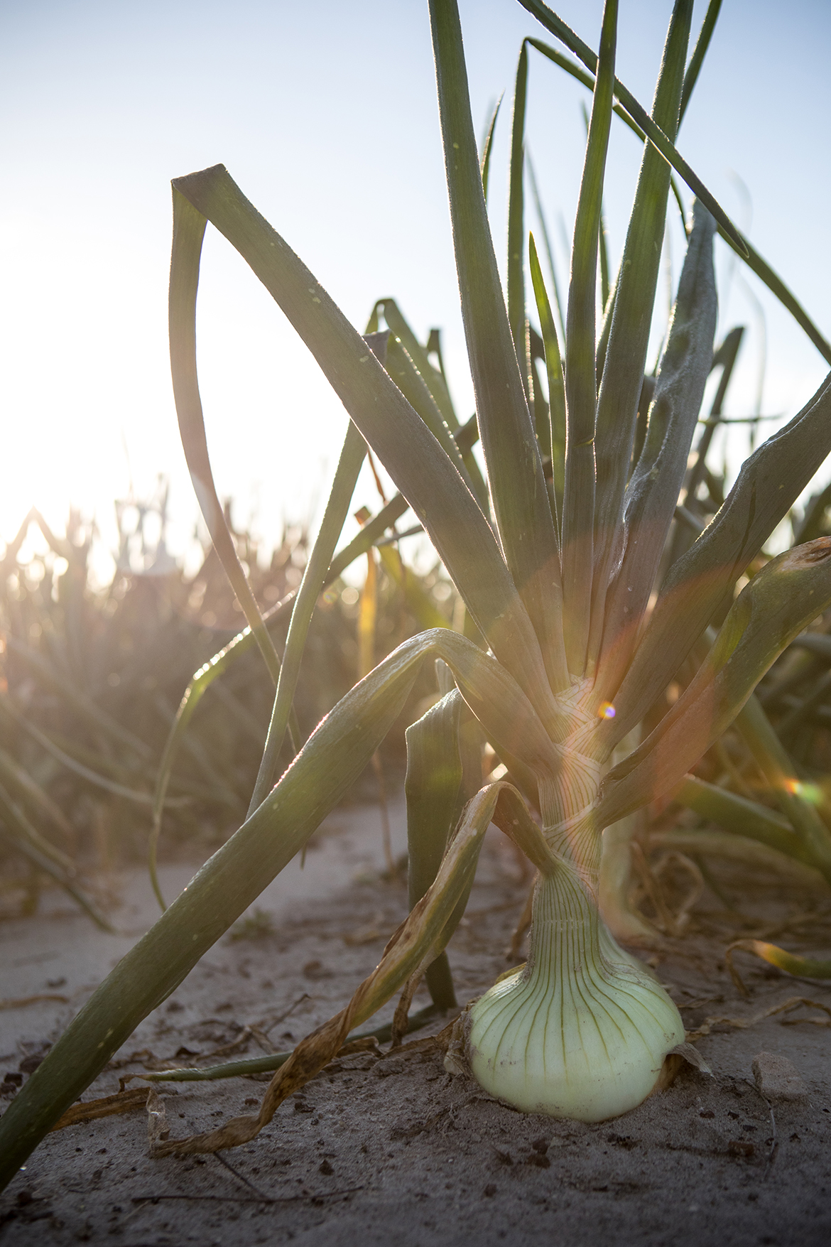 Bland Farms CEO optimistic in face of challenges ahead of 2022 Vidalia ...