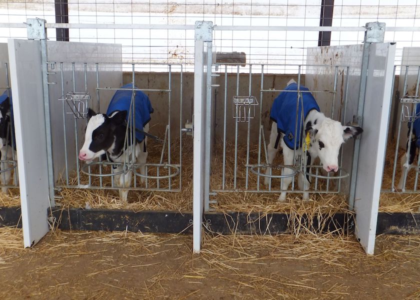 Calf Jacket Rules of Thumb | Dairy Herd