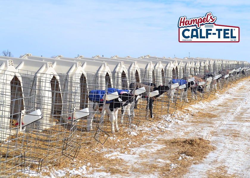 Feeding Calves to Weather Winter | Dairy Herd