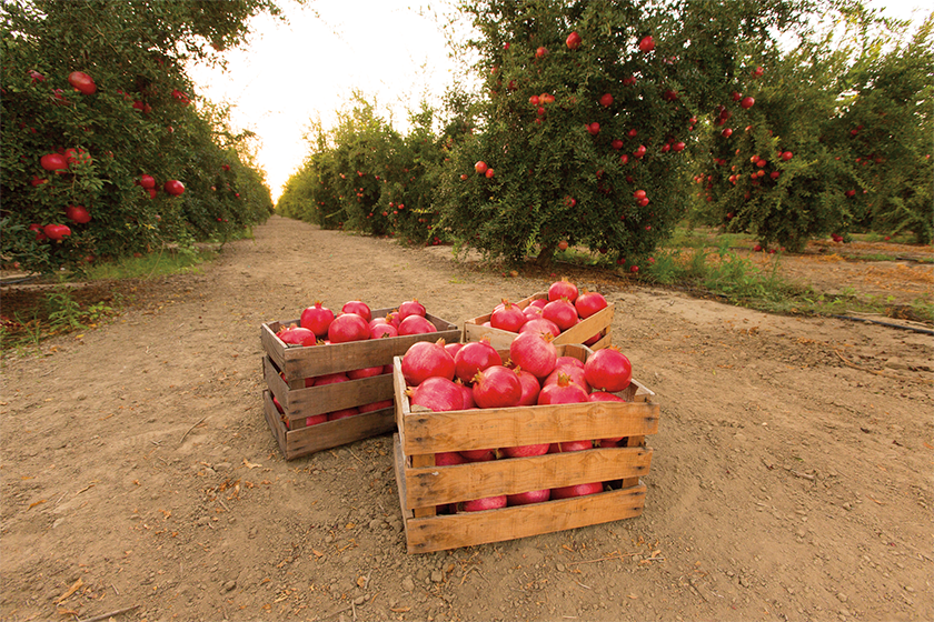 POM Wonderful turns 20, marks start of California pomegranate season ...