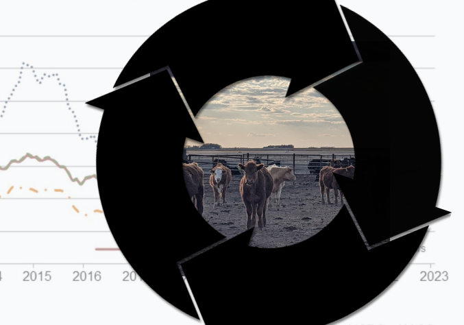 The Cattle Cycle: What You Need to Know Today | Drovers