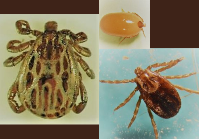 Winter Tick: What You Need to Know | Bovine Veterinarian