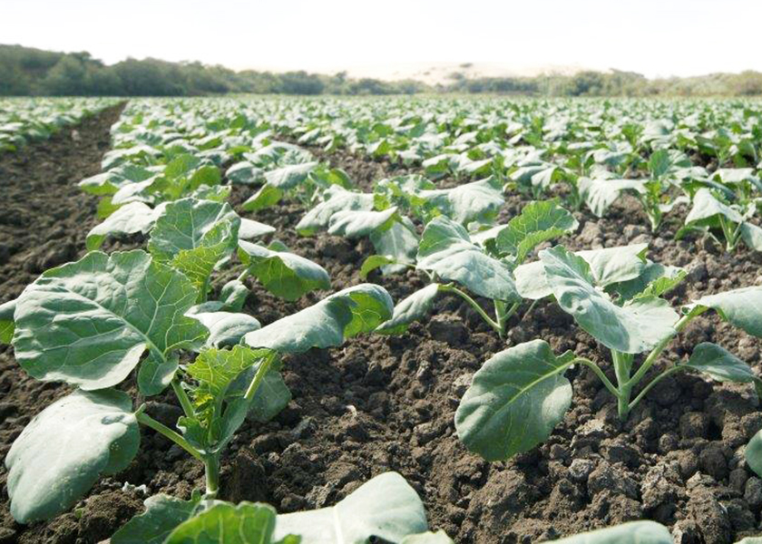 Beachside Produce expands vegetable acreage | The Packer