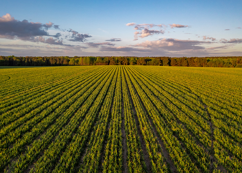 Positive outlook persists among Georgia growers despite bad weather ...