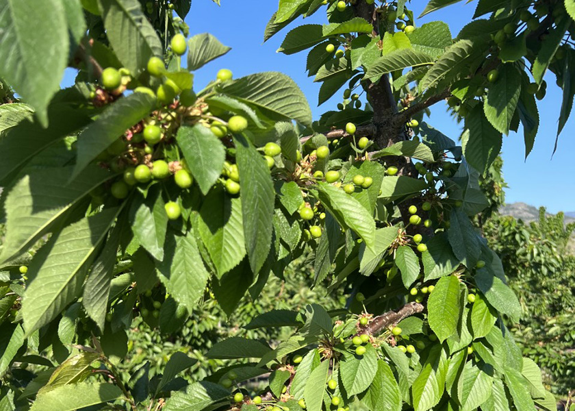 Gold Star Fruit expects peak cherry supply in late July | The Packer