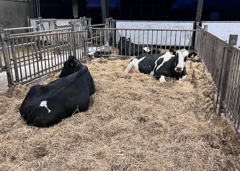 In Search of the Maternal “Goldilocks” Diet | Dairy Herd