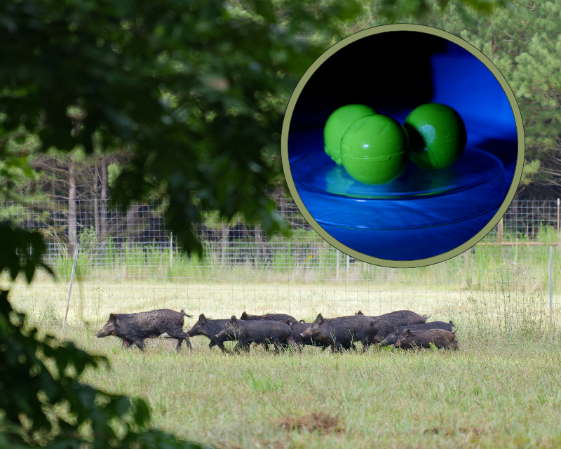 Innovative Feral Hog Control Bait Developed by LSU Scientists | Pork ...
