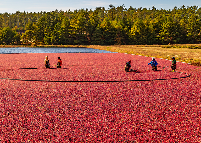 Strategies for driving holiday season produce sales | The Packer