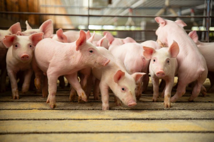 Control SRD and PPE in pigs in less time with lower cost and fewer ...