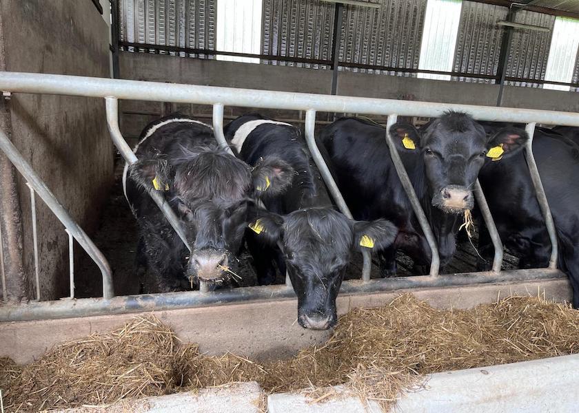Answers Still Sought for Liver Abscesses in Beef-on-Dairy Cross Cattle ...