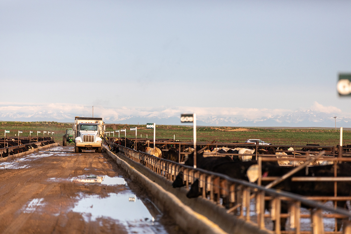 Magnum Feedyard Earns Certified Angus Beef Award | Drovers
