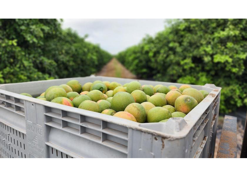 What's expected for Texas citrus production in 2023-24 season | The Packer