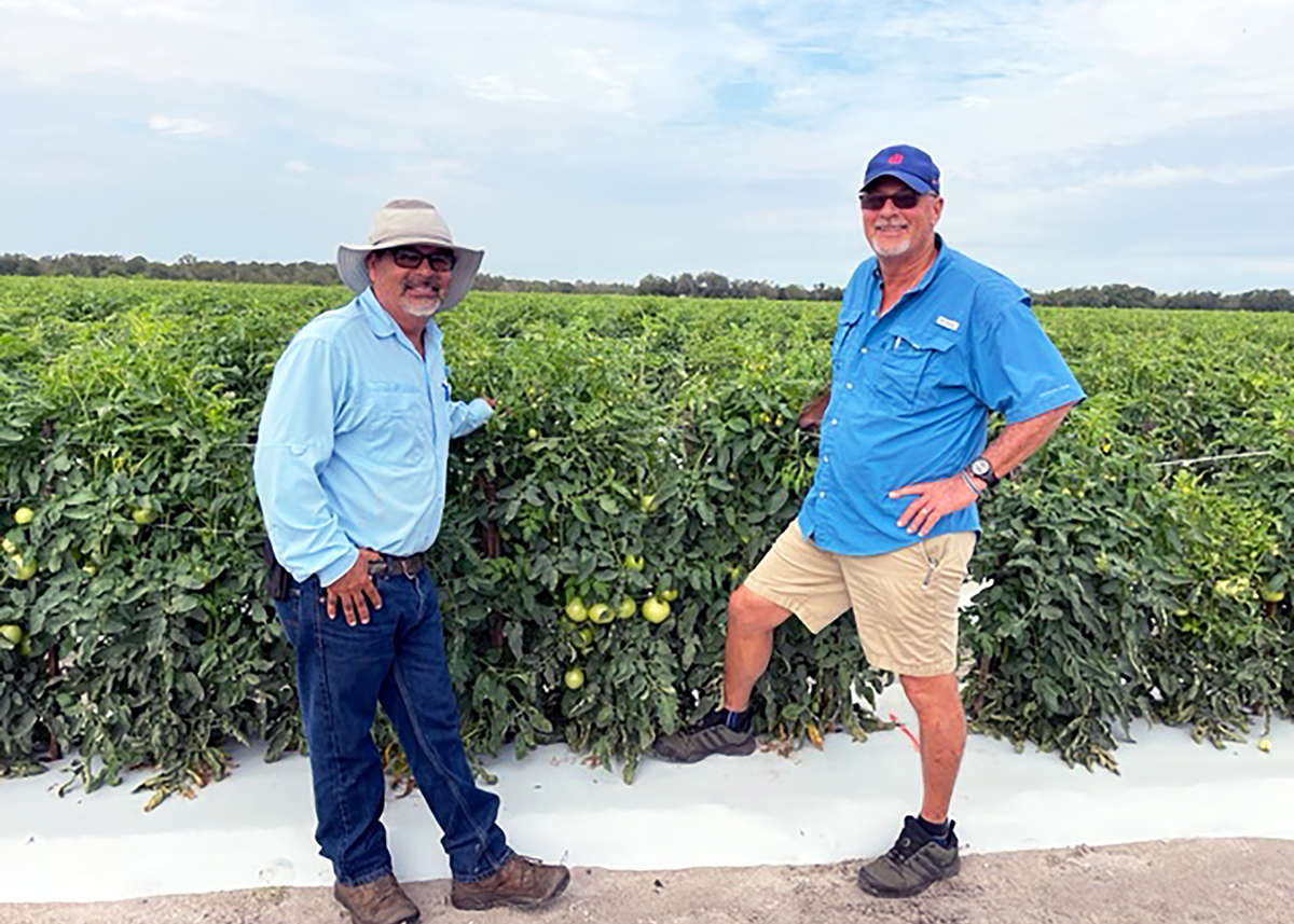 Good-quality tomatoes expected in Florida after slow start | The Packer
