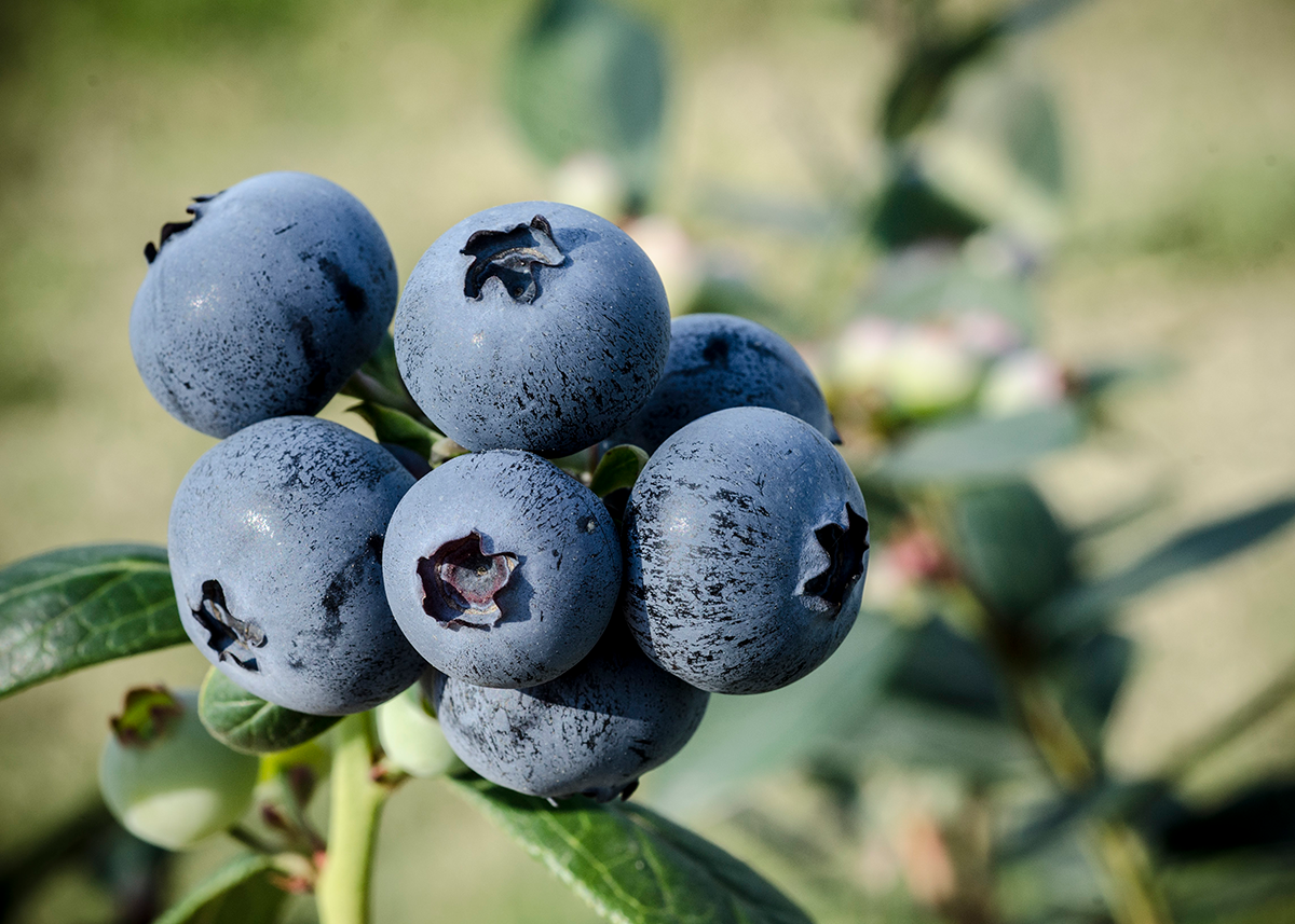Chile's blueberry industry looks to boost quality | The Packer Chile's blueberry industry looks to boost quality | The Packer