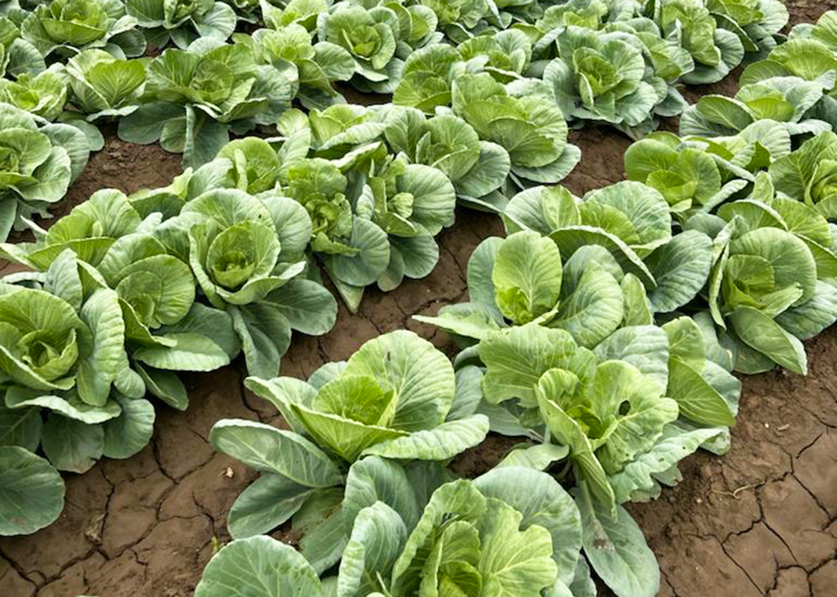 Yields expected to pick up after slow start in southern Texas | The Packer