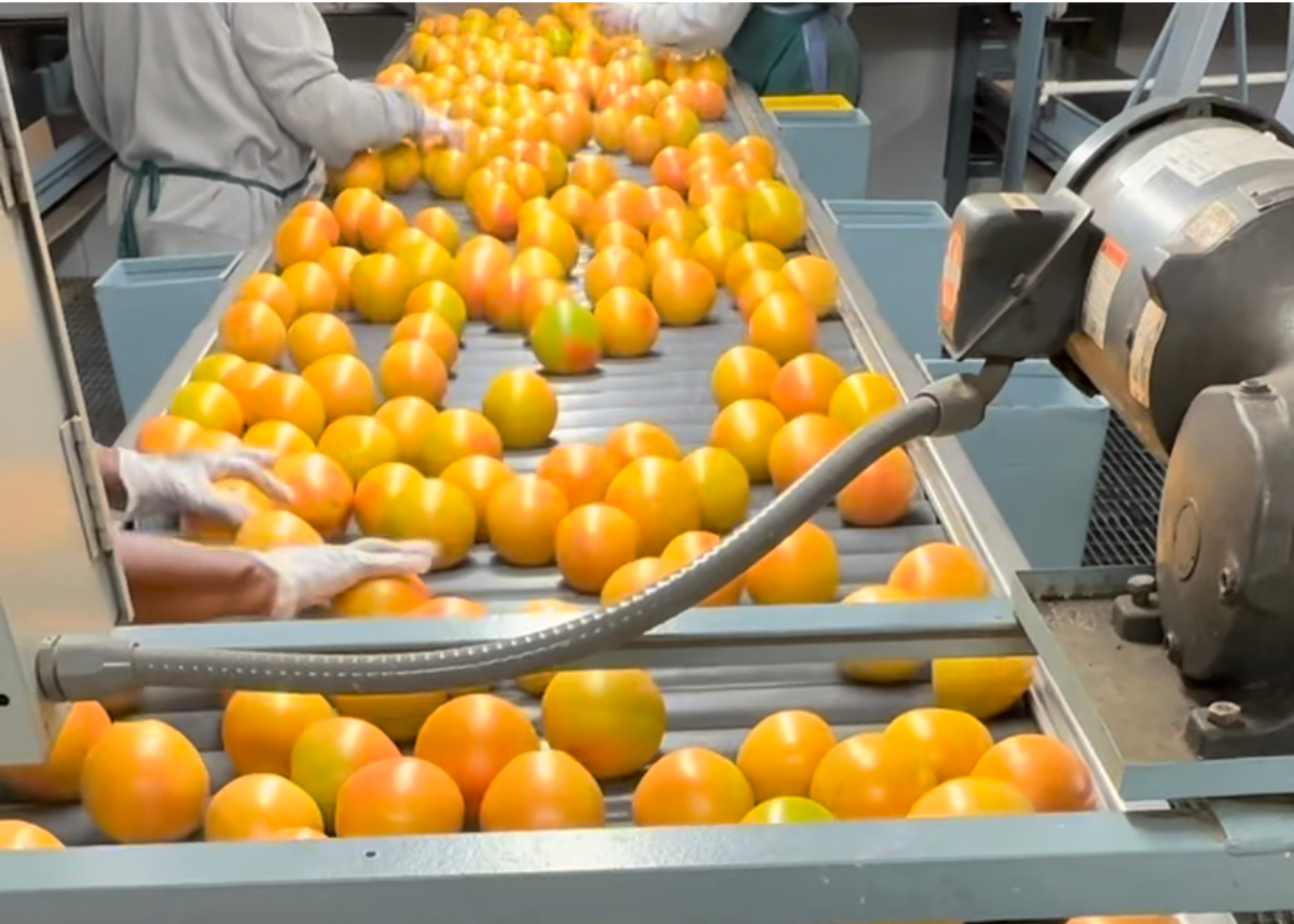 Why industry leaders say Florida citrus is on track for a better year ...