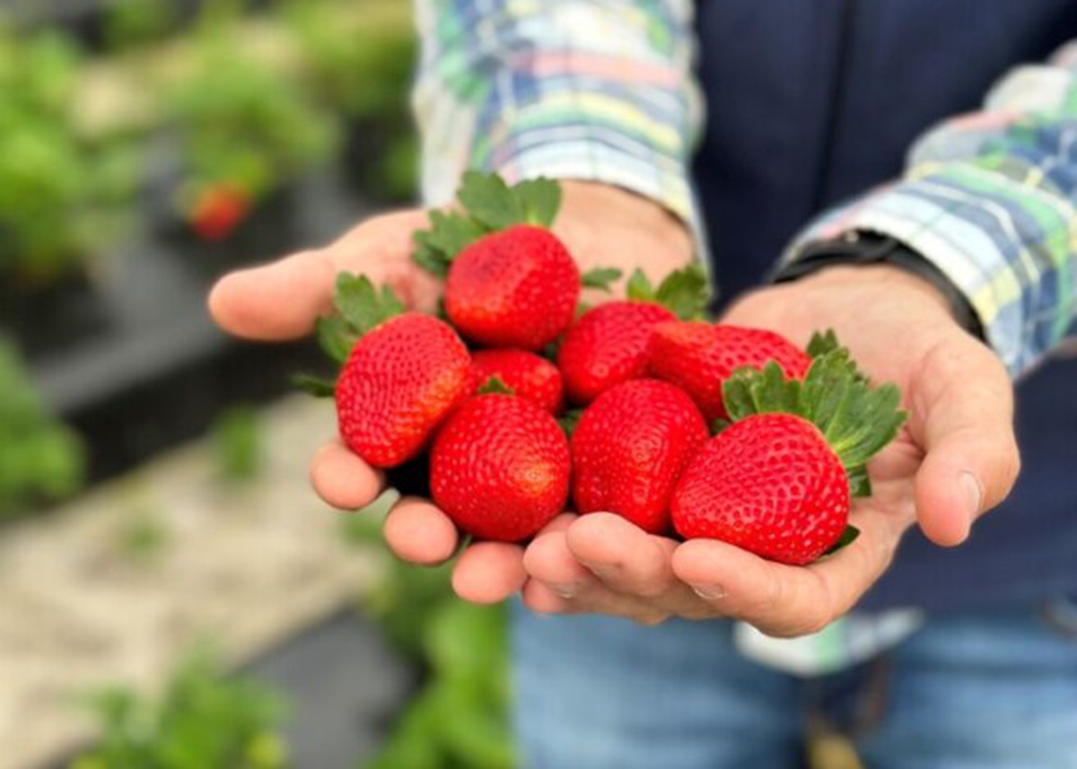 What Florida strawberry growers anticipate as the season ramps up | The ...