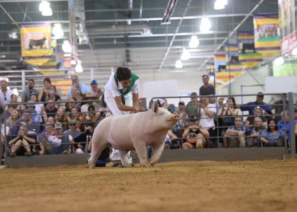 Selling Show Pigs In California: How To Become Prop 12 Compliant | Pork ...