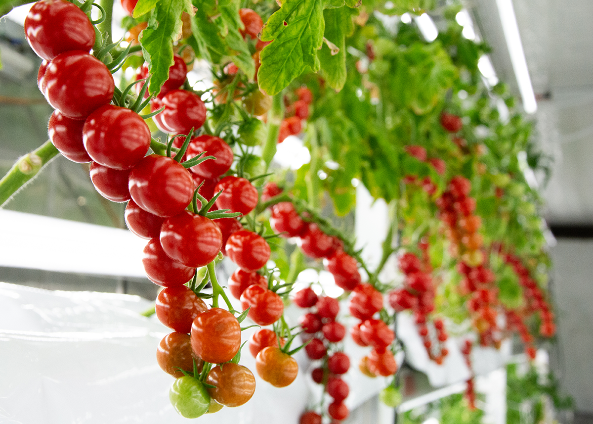 On heels of premium strawberry releases, Oishii adds bite-sized tomato ...
