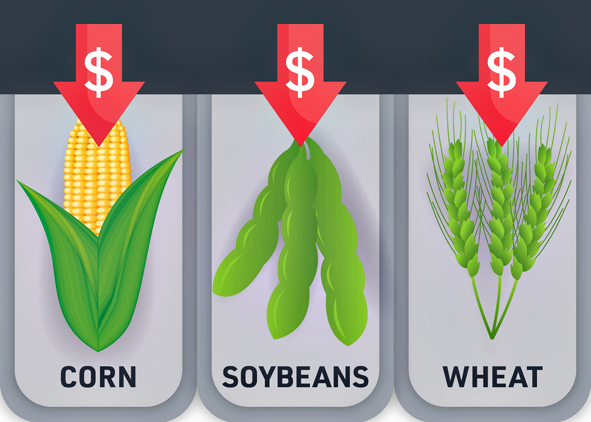 Grain Markets Start Off 2024 in the Red | AgWeb