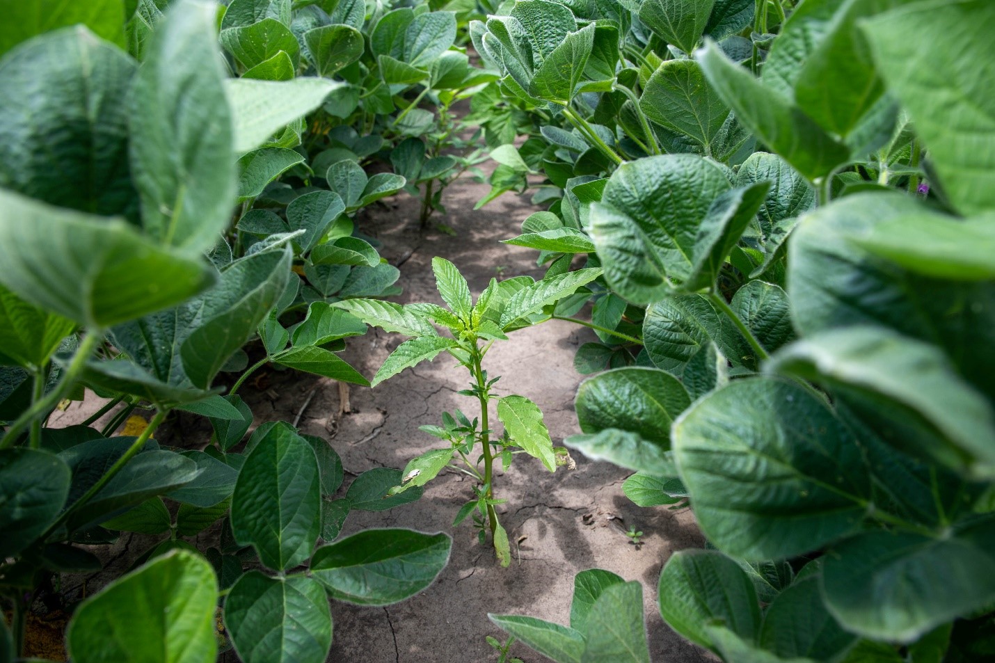 Be on the Lookout for Hidden Yield Threats in 2024 | AgWeb