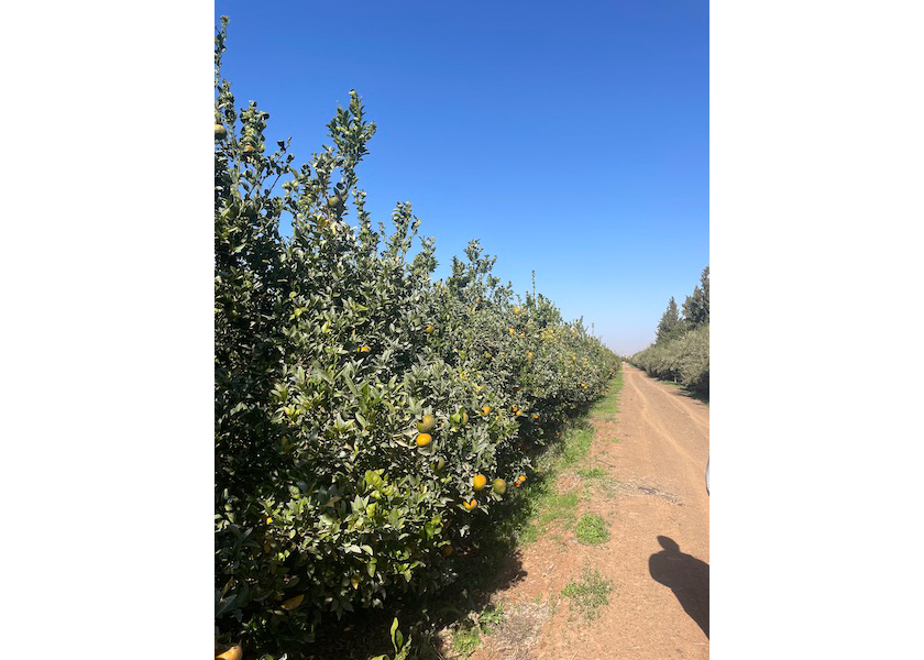 Salix Fruits strengthens partnerships in the Moroccan citrus industry ...