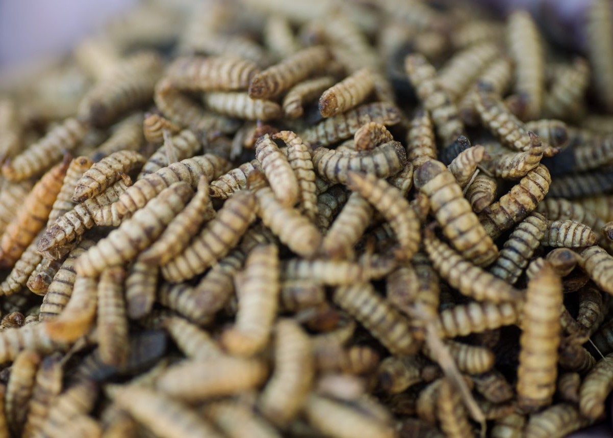 London Insect Farm Hatches Plan for Greener Way to Feed Animals | Pork ...