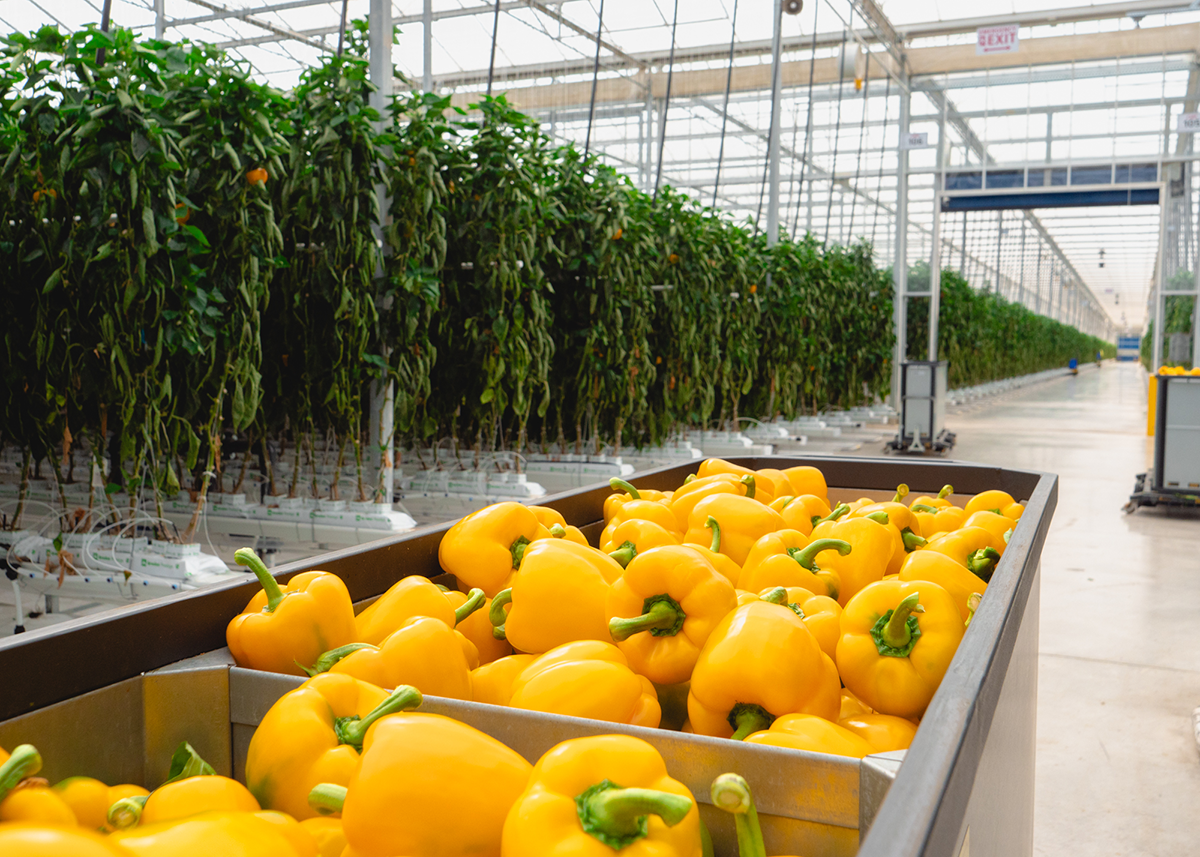 CEA growers talk opportunities, challenges for 2024 | The Packer