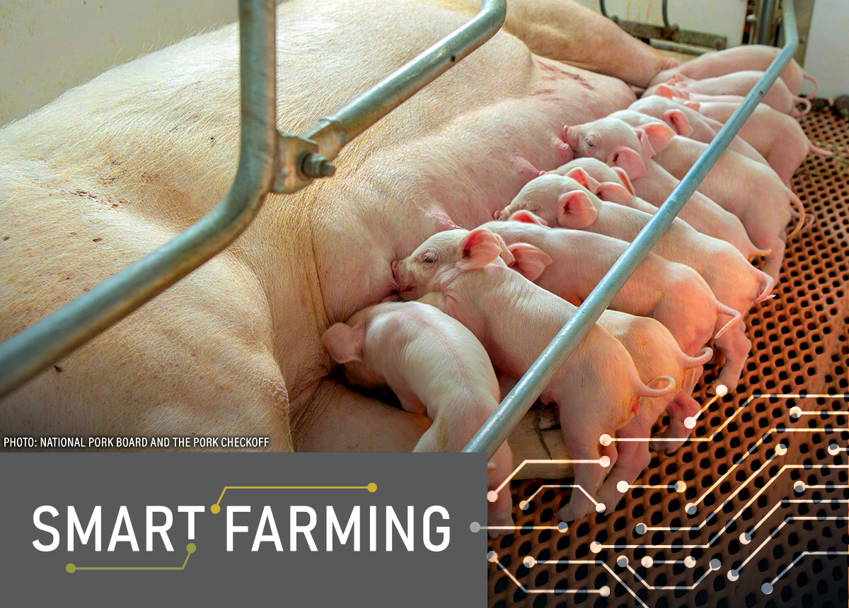 The Superpower the Industry Needs on Swine Farms Now | Pork Business