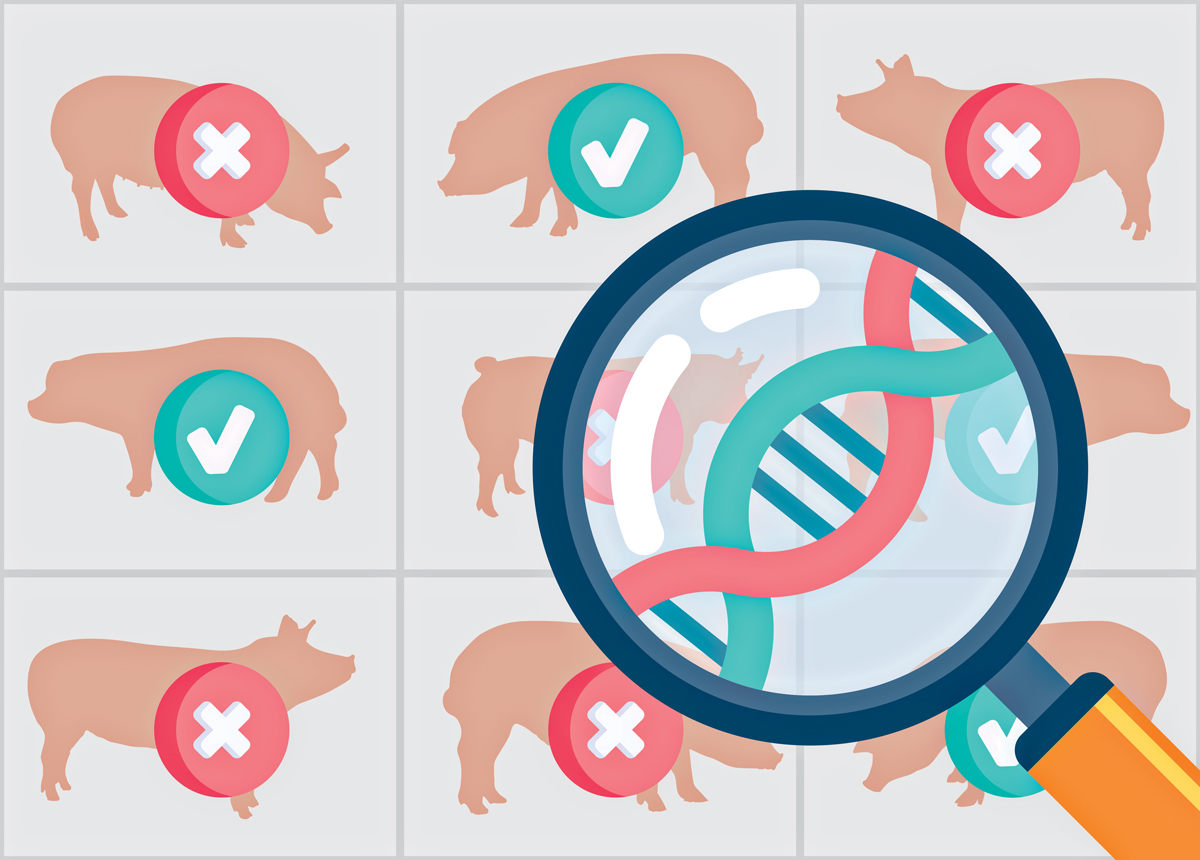 The Devil is in the Details: 4 Steps to Genetic Progress in Your Swine ...