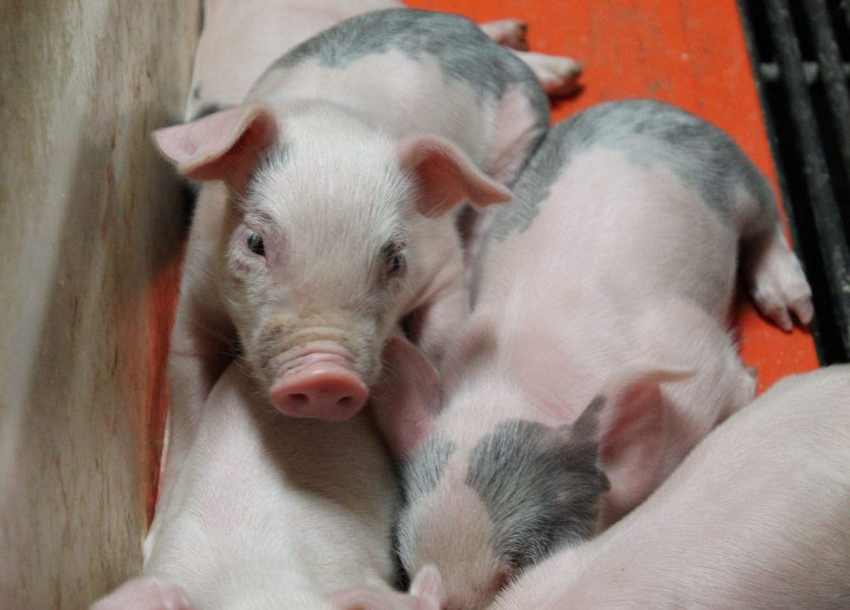 3 Tips to Improve Preweaning Mortality Now | Pork Business