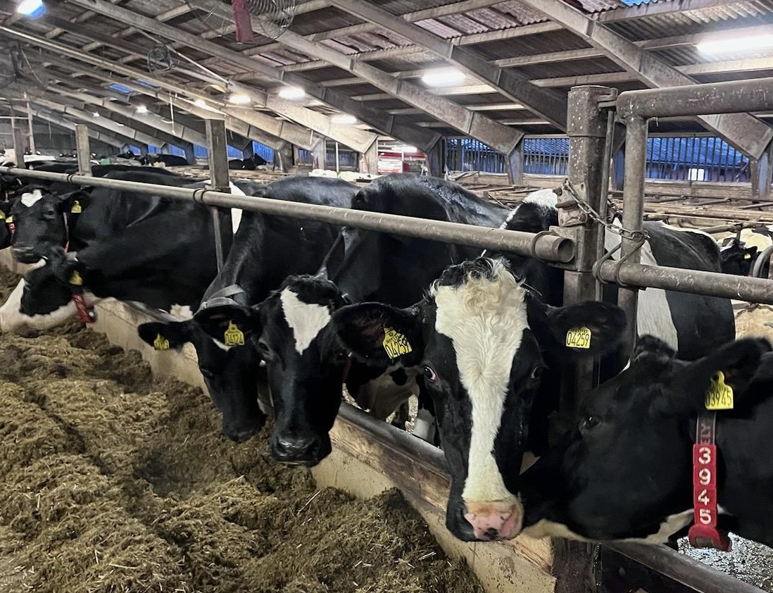 Shorter Dry Period, Better Rumen Function? | Dairy Herd