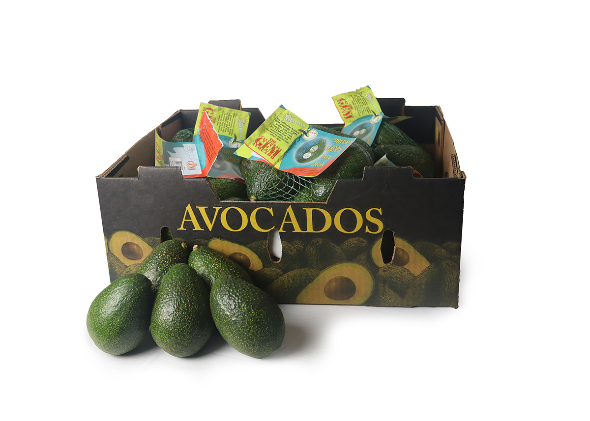 Gem avocado market expands with Costco, Index Fresh partnership | The ...