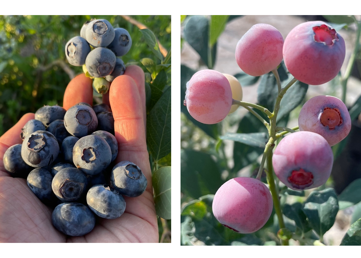 Oppy and G&M Farms introduce proprietary jumbo and pink blueberries ...