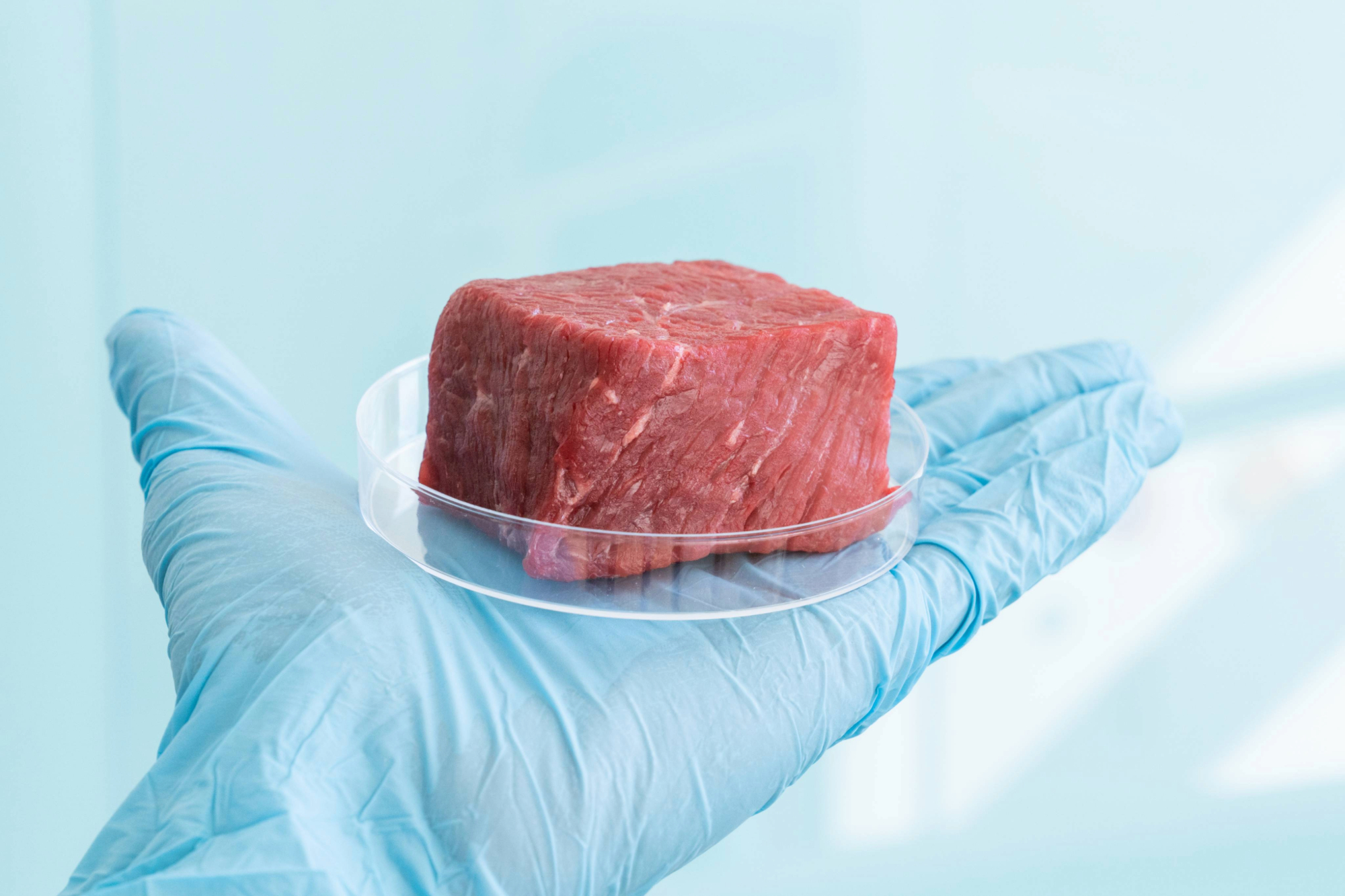 Lab Cultivated Meat Making News in Florida and Other States | Drovers